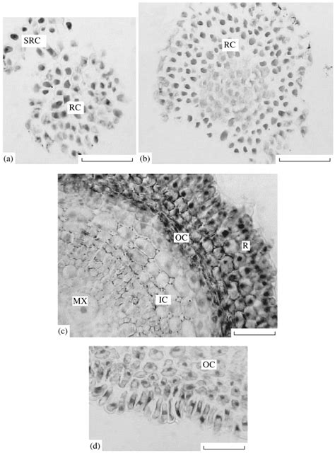 Cross Sections Of Maize Root Following 24 H Incubation At The Lethal Download Scientific