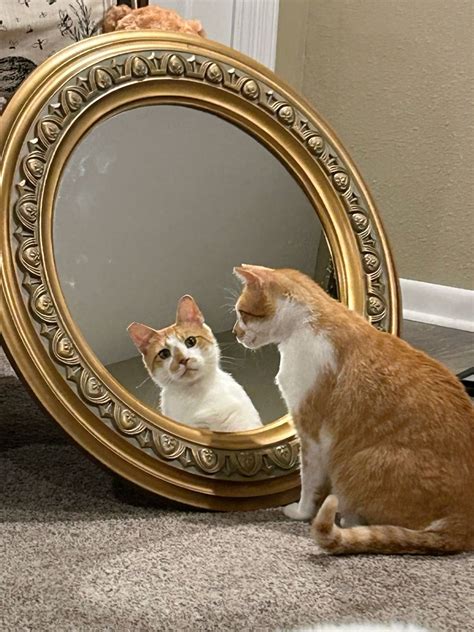 Cat Mirror Orangecat Aesthetic Cute Cats And Mirrors Cat Mirror