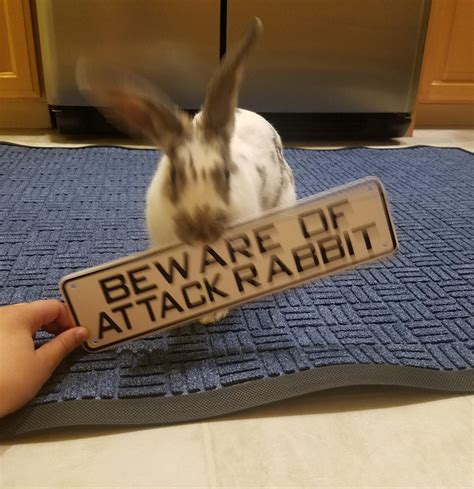 Shell Nibble You To Bits R Rabbits