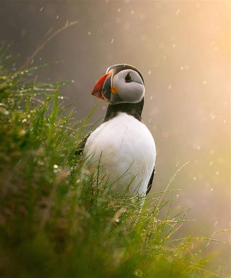 Atlantic Puffin Captured On The Faroe Islands Earlier This Year R