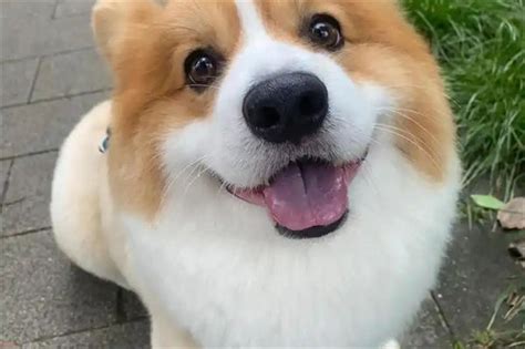 塔塔开是什么梗 御宅社