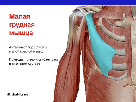 Проблемы плечевого сустава презентация онлайн