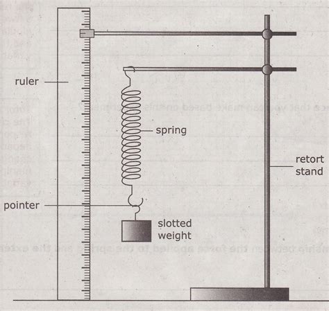 Extension Of A Spring Experiment At Corey White Blog