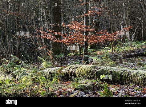 Ancient Semi Natural Woodland Habitat With Mossy Frost Covered Fallen