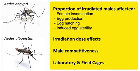 Aedes Mosquito Eggs