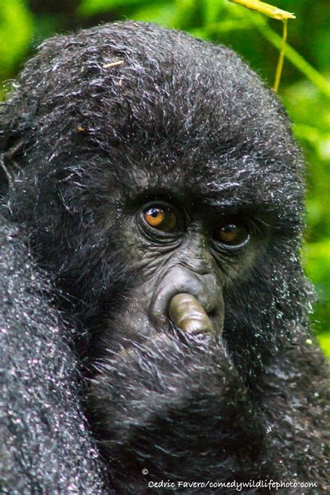 Лучшие работы с конкурса самых забавных фотографий животных этого года