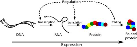 Figure 21 From Exploring The Boundaries Of Gene Regulatory Network