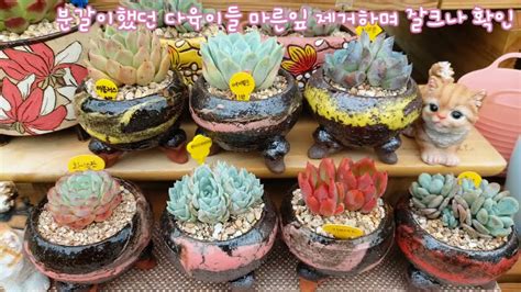 봄에 분갈이한 미니분 다육이들 소환해서 마른잎 떼며 체크하기 에이핑크는 뿌리 고사했네요~ Youtube