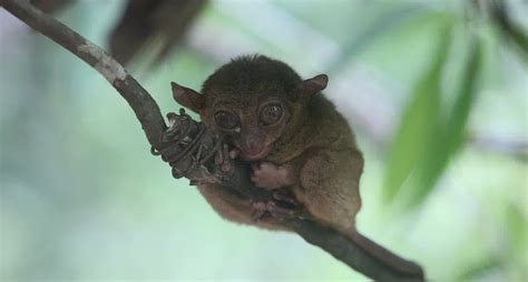 Топ места на които да видите 10 застрашени от изчезване животни Profit Bg