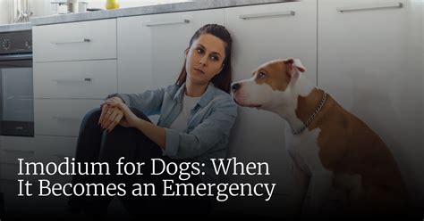 Imodium For Dogs Understand Safe Use And When Its An Emergency