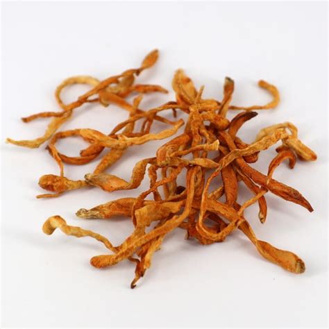 Русский кордицепс 60 капсул купить недорого в грибной аптеке Михаила ...