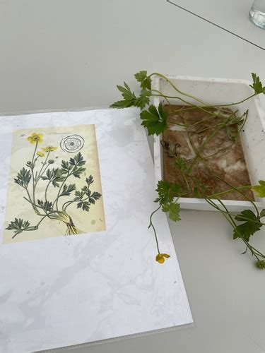 Flora Fauna Flashcards Quizlet