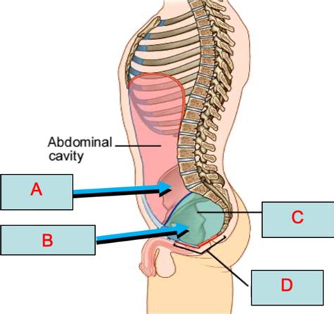 Lecture 10 The Pelvis Flashcards Quizlet