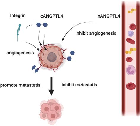 Angptl4—a Protein Involved In Glucose Metabolism Lipid Metabolism And Tumor Development Xu