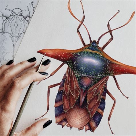 Ornate Shield Bug Pygoplatys Lancifer Watercolour Giclée Print