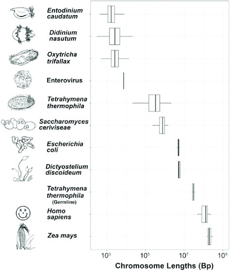 Distribution Of Chromosome Lengths Among Diverse Lineages Reveals
