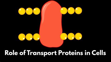 Role Of Transport Proteins In Cells Biology Ease