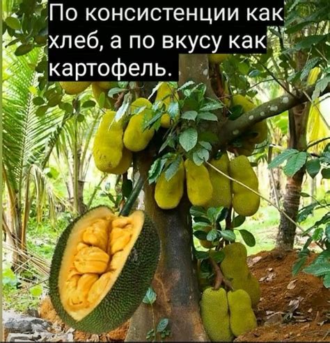 Самые необычные фрукты часть 2 Youtube