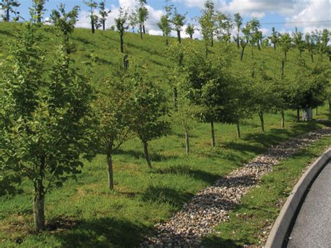 Treat Yourself To Tubex Tree Guards Project ODS