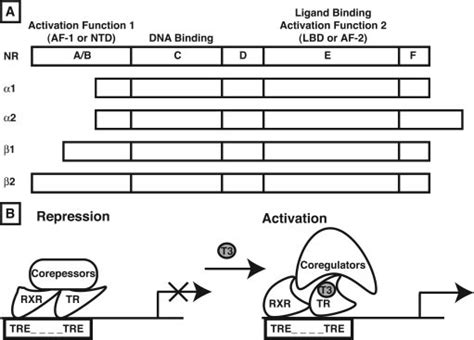 Tr Structure And Regulation Of Gene Transcription A Diagram Of The