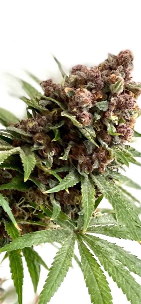 Mosca Seeds Tiki Madman Raspberry Boogie S1 Strain Fem Photo 8 Pack Multiverse Beans