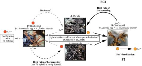Schema Of F1 Hybrid Reproduction Flow From A Intermedia And A Download Scientific Diagram