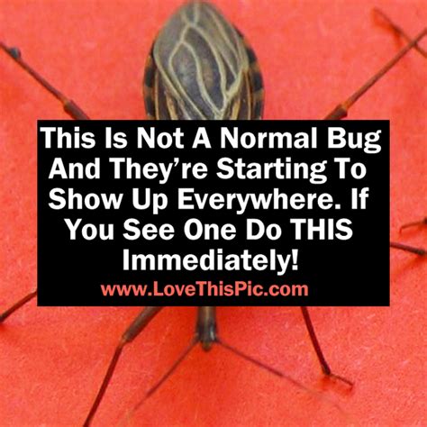 This Is Not A Regular Bug And Theyre Starting To Pop Up Everywhere If You See One Do THIS