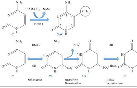 Dna Methylation A In Cpg Regions Methylation Occurs At The 5