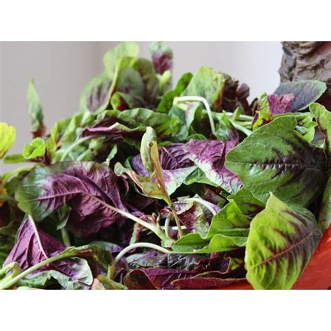 Green Amaranth Kulitis Variety Vegetable Seeds 2000 Seeds Basic Farm House Shopee