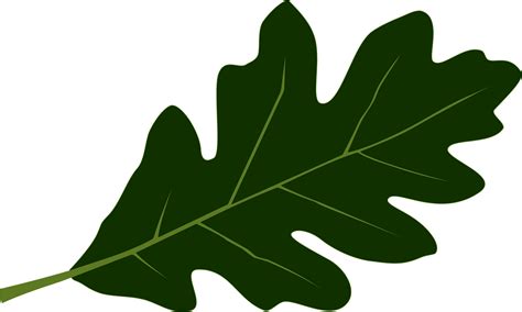 Explore 19895 Free Oak Leaf Illustrations Download Now Pixabay