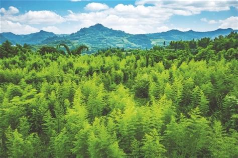 【特别报道】竹子联通世界 创享低碳未来 眉山网－眉山新闻网－主流媒体 眉山门户