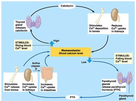 Hyperparathyroidism Pdf