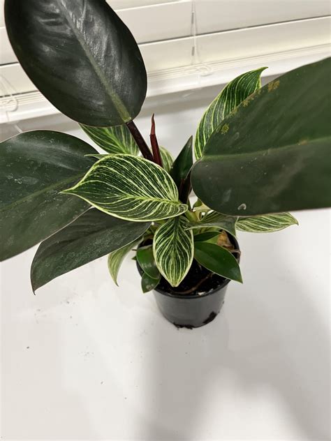 Two Different Plants In One Rplantidentification