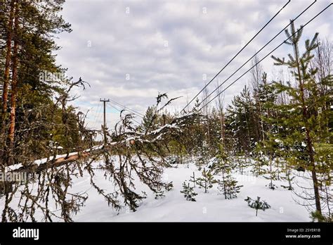 Tree Failure Impacts Overhead Power Lines Demonstrating Risk To Rural Electrical Distribution