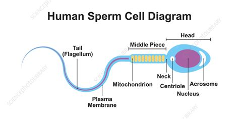 Sperm Cell Under Microscope Labeled