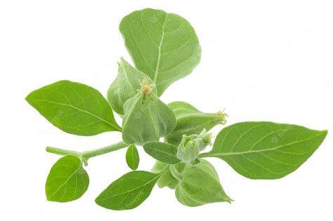 Premium Photo Ashwagandha Fruits With Leaves Isolated Ayurvedic