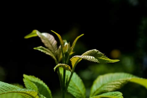 Cyanobacteria Vs Algae A Comparison In Photosynthetic Organisms