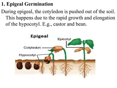 Seed Germination Pptx Gardening Home Garden