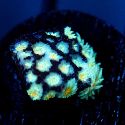 Jc Sunflower Goni Jersey Corals