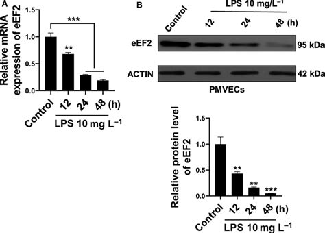 Eef2 Was Dysregulated In Lps‐induced Pmvecs A B The Rna And Protein Download Scientific