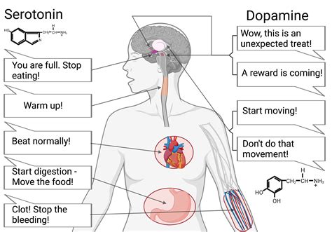 Serotonin Is Much More Better Than Dopamine Anmup HD