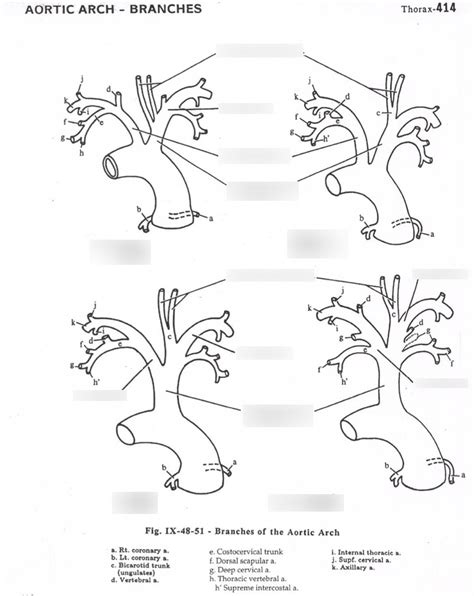 Aortic Arch Branches Diagram Quizlet