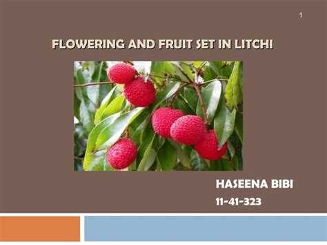 Flowering And Fruit Sett In Litchi Ppt