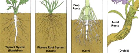 Function Of Roots In Plants Plants BN