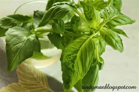 Rindy Mae How To Store Fresh Basil For A Month