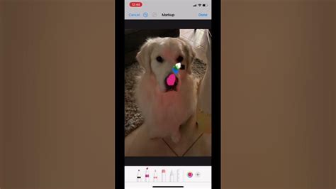 Flamingo Twend Youtube