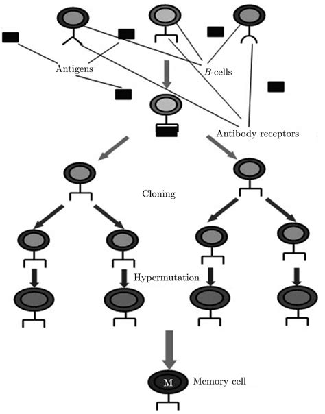 Pictorial Representation Of The Clonal Selection Algorithm