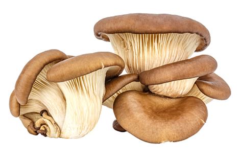 흰색 배경에 고립 된 신선한 굴 버섯의 가족 플로투스 오스트리투스 버섯 가족에 대한 스톡 사진 및 기타 이미지 가족 갈색 개체 그룹 Istock