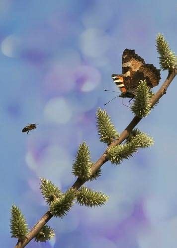 Первая бабочка