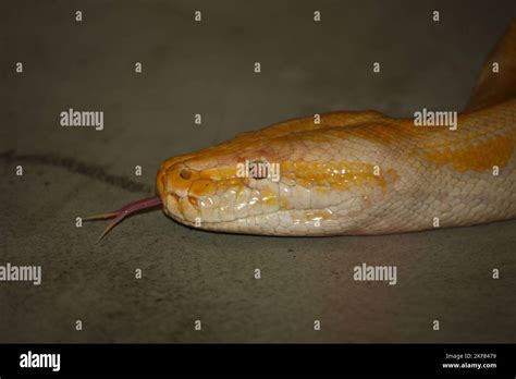 Dunkler Tigerpython Burmese Python Python Molurus Bivittatus Stock